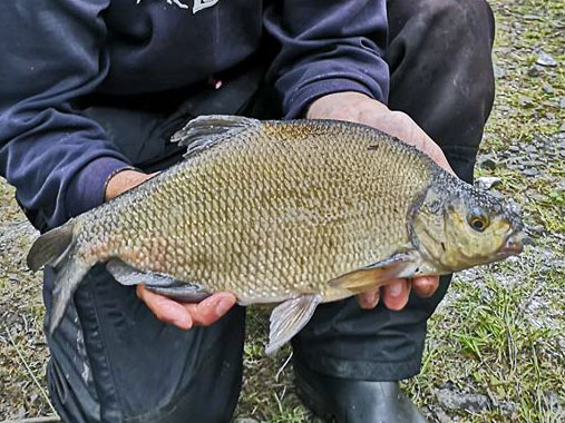 Fish – Coarse & Carp Fishing In Scotland – Magiscroft Fishery