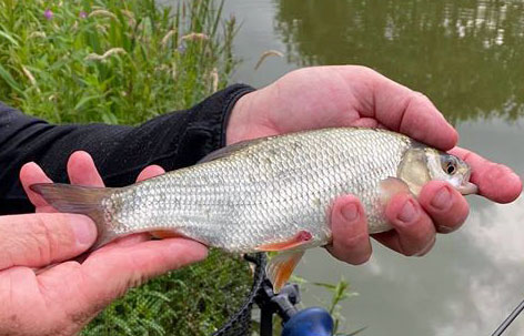 Fish – Coarse & Carp Fishing In Scotland – Magiscroft Fishery
