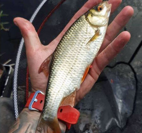 Fish – Coarse & Carp Fishing In Scotland – Magiscroft Fishery